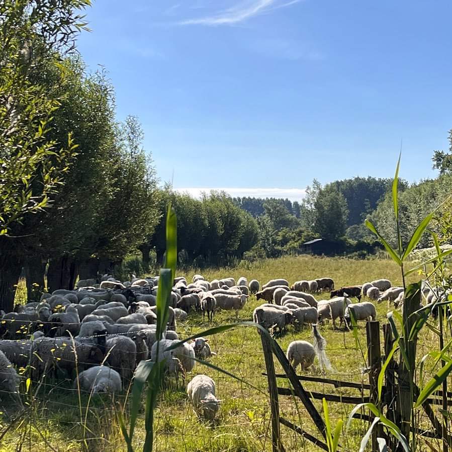 Schaapskooi Ottoland | recreeren in een unieke omgeving